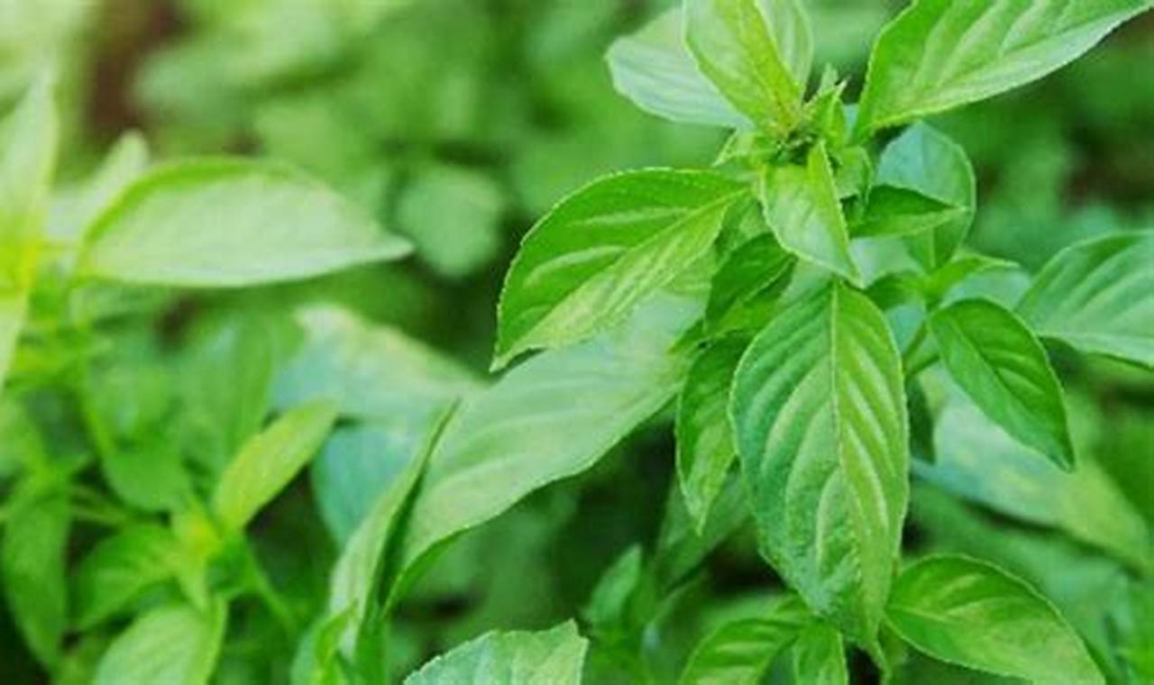 Rasakan Manfaat Urut: Oksigen Melimpah, Tubuh Sehat!