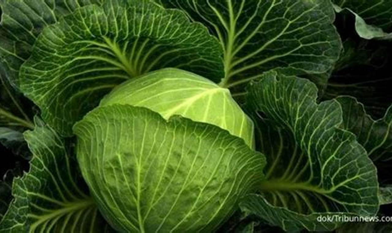 10 Manfaat Kol Merah untuk Kesehatan Mental yang Wajib Kamu Tahu
